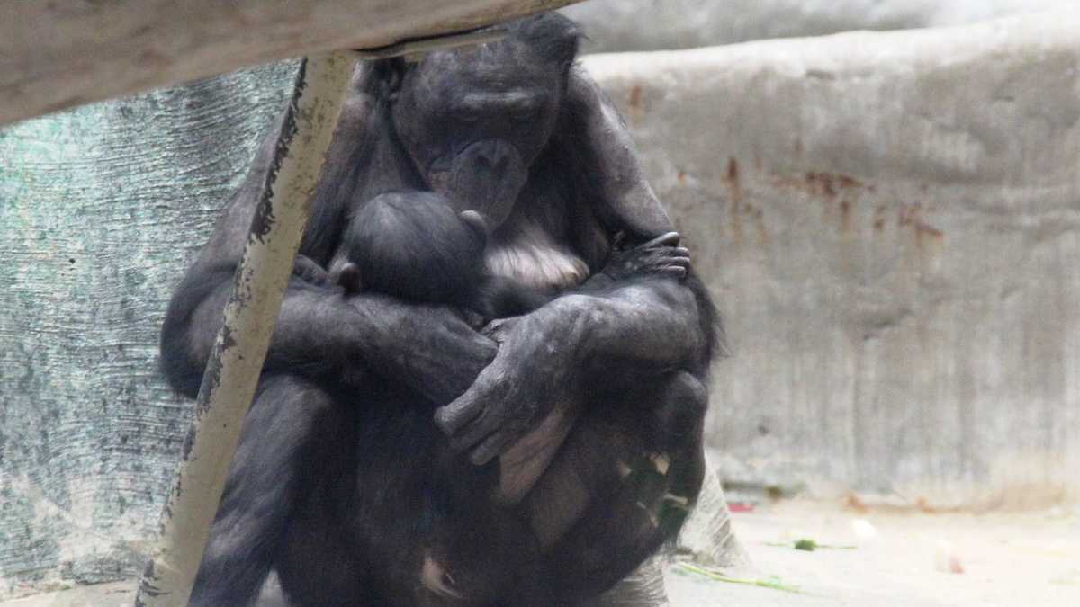 Zoo babies! Adorable Bonobos born at Milwaukee Zoo