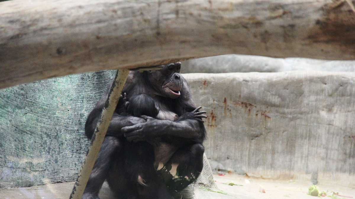 Zoo babies! Adorable Bonobos born at Milwaukee Zoo