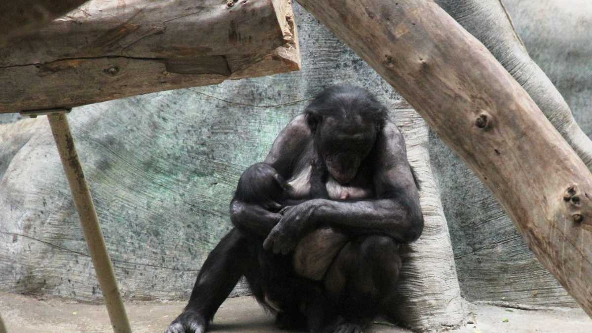 Zoo babies! Adorable Bonobos born at Milwaukee Zoo