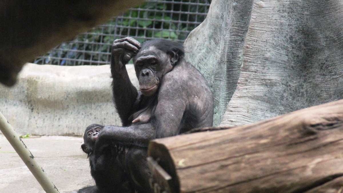 Zoo babies! Adorable Bonobos born at Milwaukee Zoo