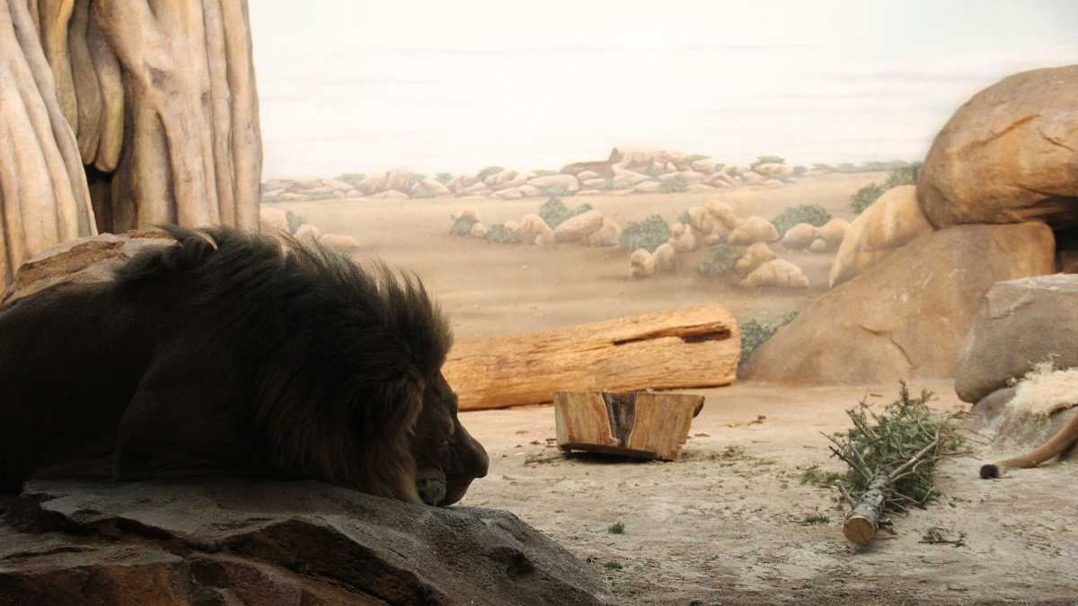 Ever wonder what is behind the lion's den?