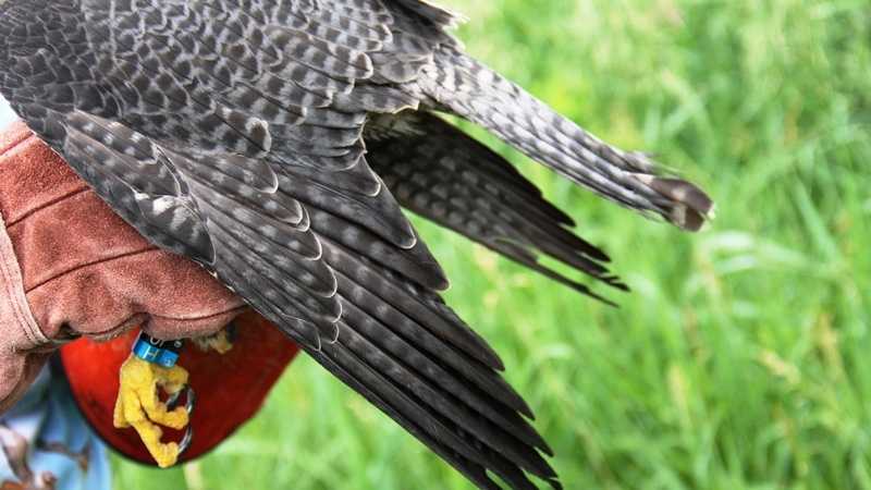 Images: Falcon released after being shot, rehabbed