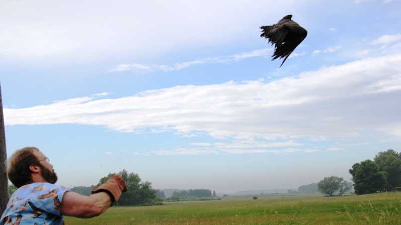 Images: Falcon released after being shot, rehabbed