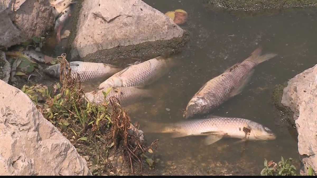 Dead carp washing ashore in Horicon Marsh
