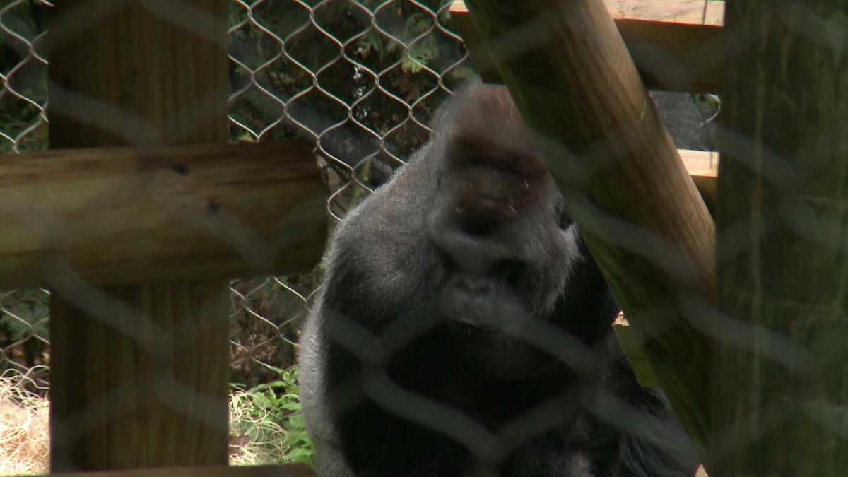 Photos: Milwaukee County Zoo's gorilla exhibit