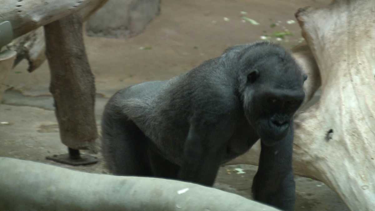 Photos: Milwaukee County Zoo's gorilla exhibit
