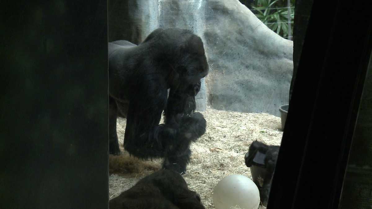Photos: Milwaukee County Zoo's gorilla exhibit