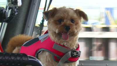 Milwaukee Coast Guard looks to make stray dog its mascot