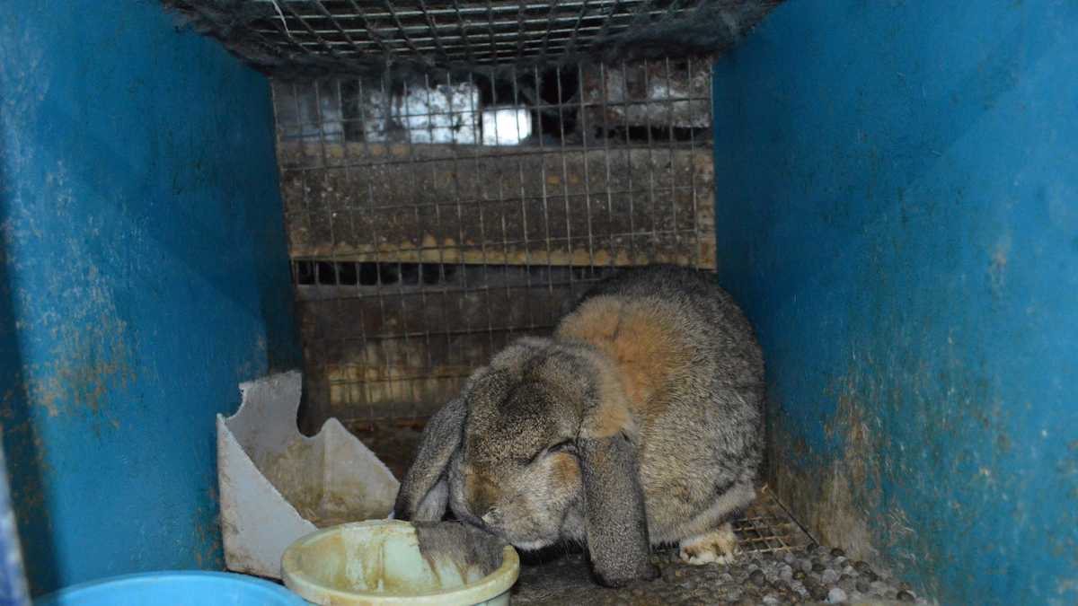 Photos: Humane Society rescues rabbits
