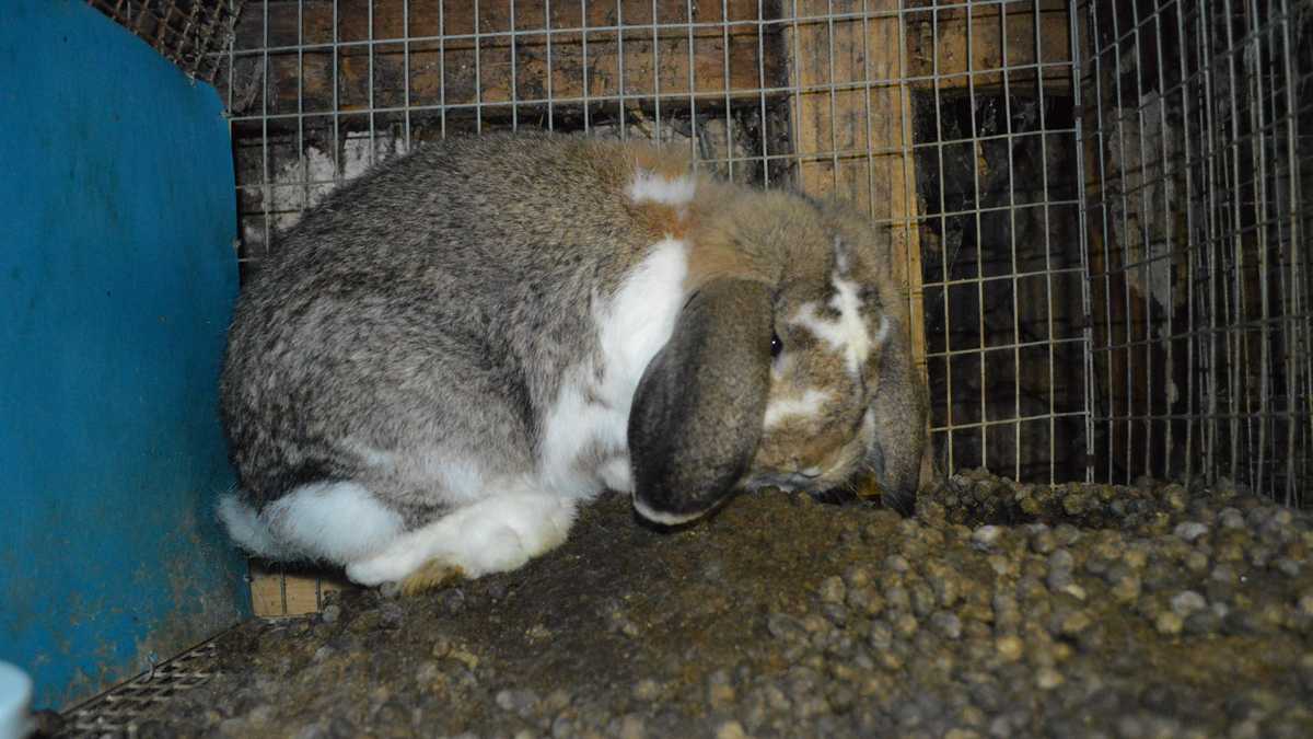 Humane Society rescues rabbits in Ozaukee County