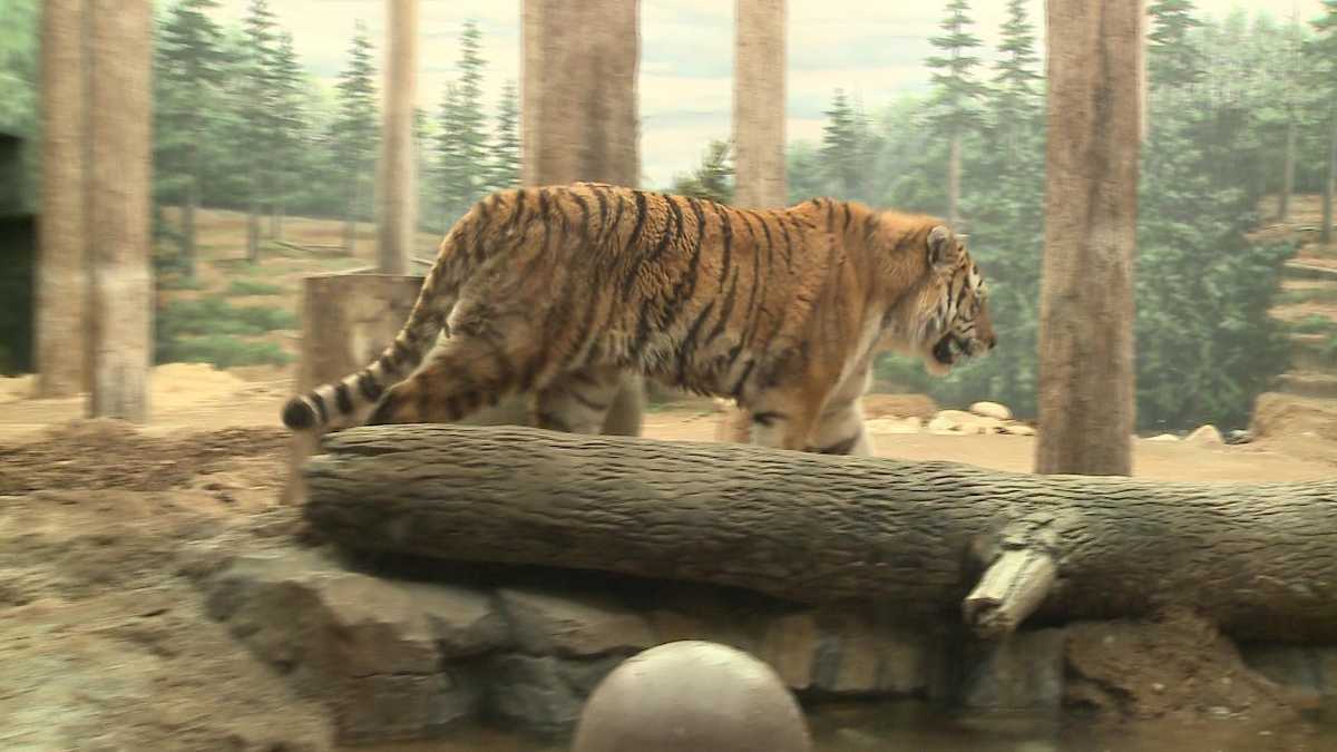 Images: New male tiger at Milwaukee County Zoo
