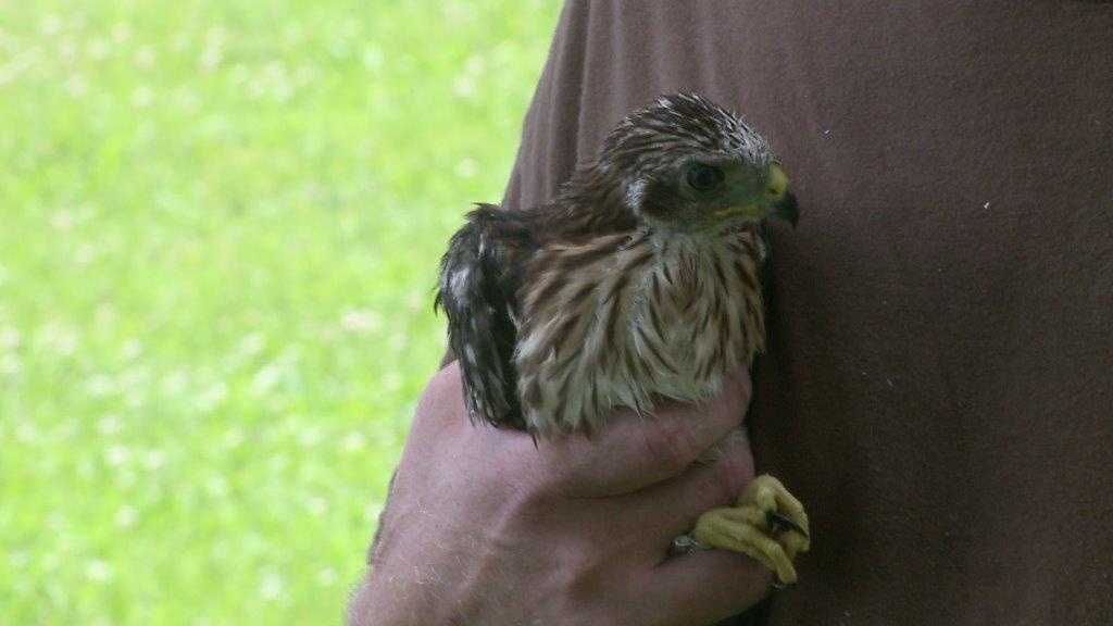 Firefighters rescue biologist, baby hawk from tree