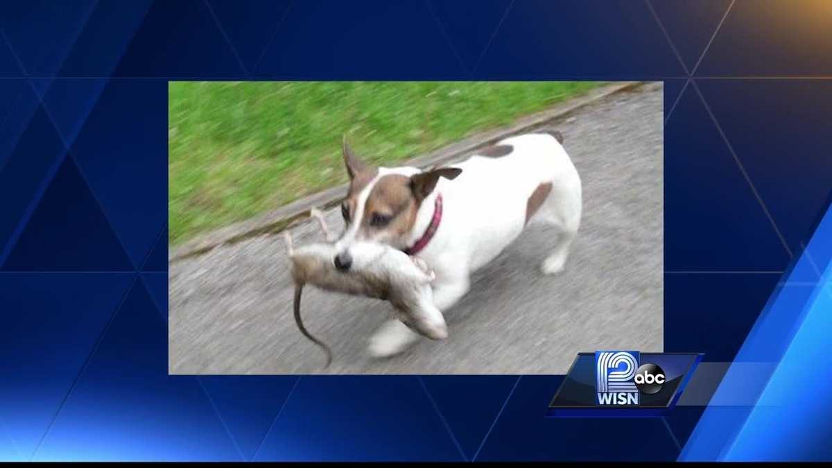 Terrier finds big rat in Milwaukee neighborhood