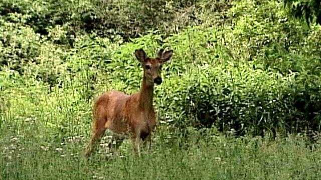 Doe attacks man after being shot with arrow