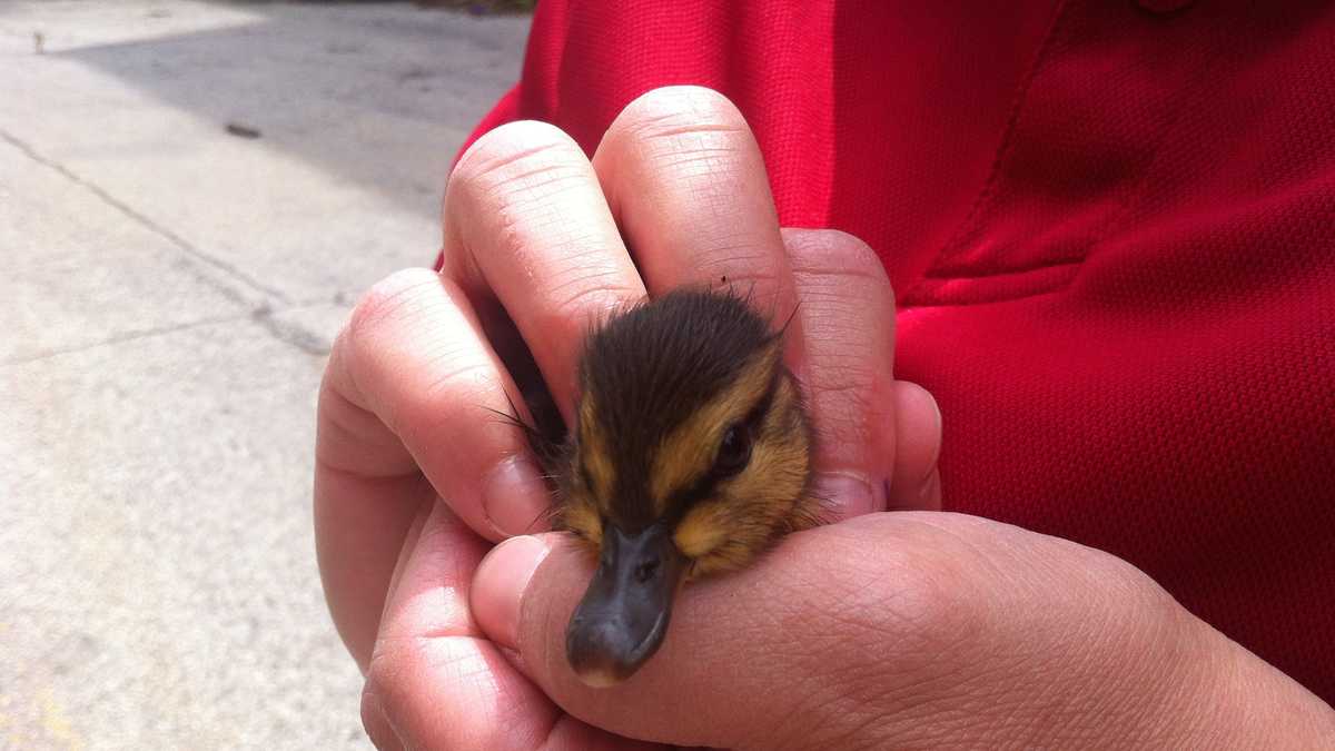 Images: Baby ducks rescued from storm drain