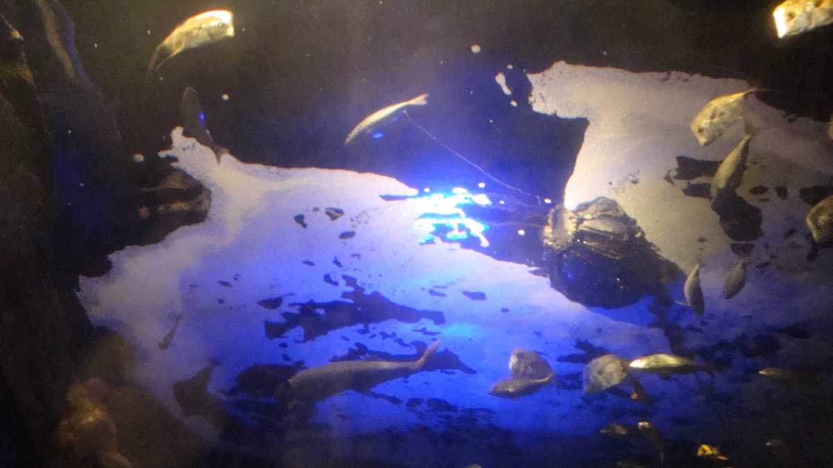 Images: Newport Aquarium