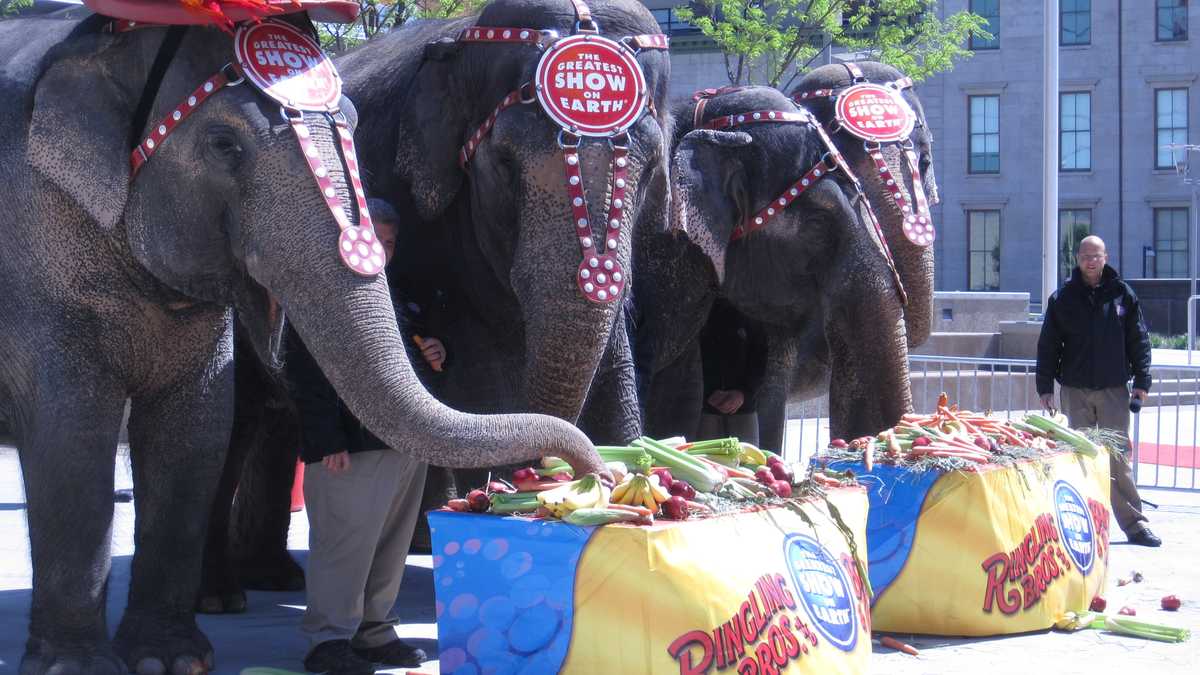 Images: PETA protests circus citing animal abuse