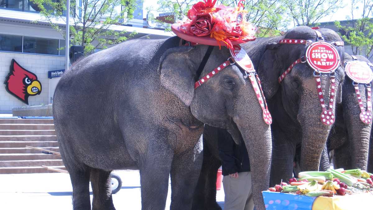 Images: PETA protests circus citing animal abuse
