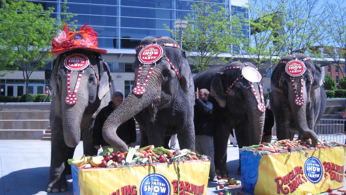 Images: PETA protests circus citing animal abuse