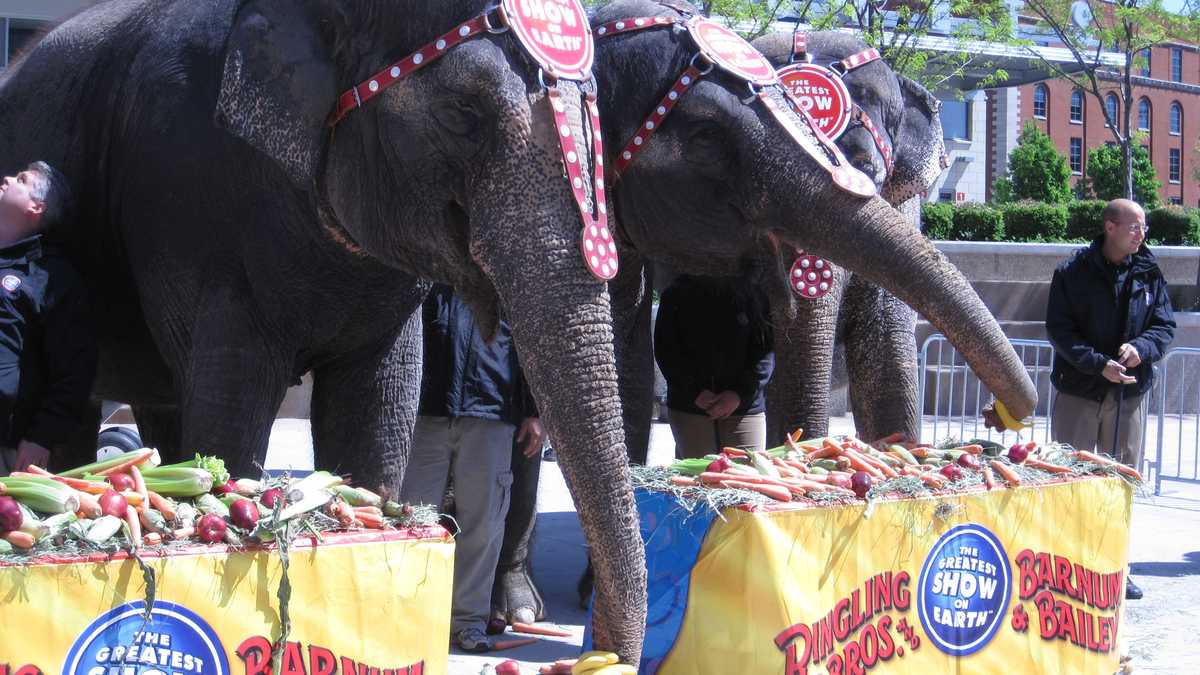 Images: PETA protests circus citing animal abuse