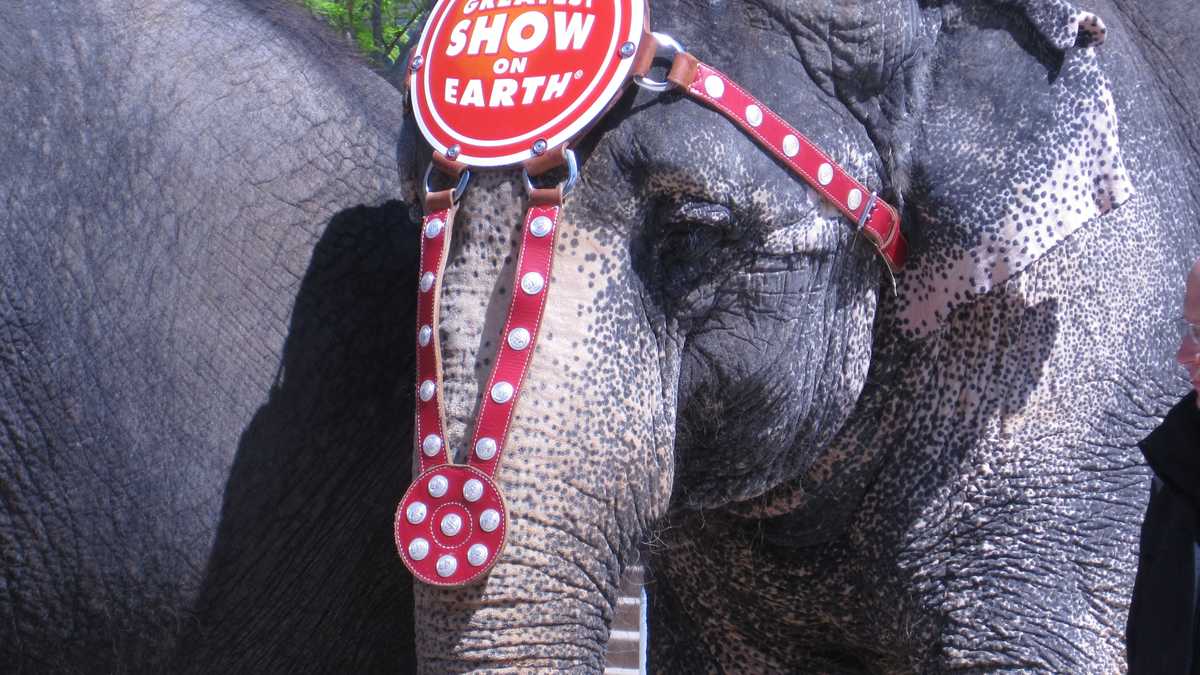 Images: PETA protests circus citing animal abuse