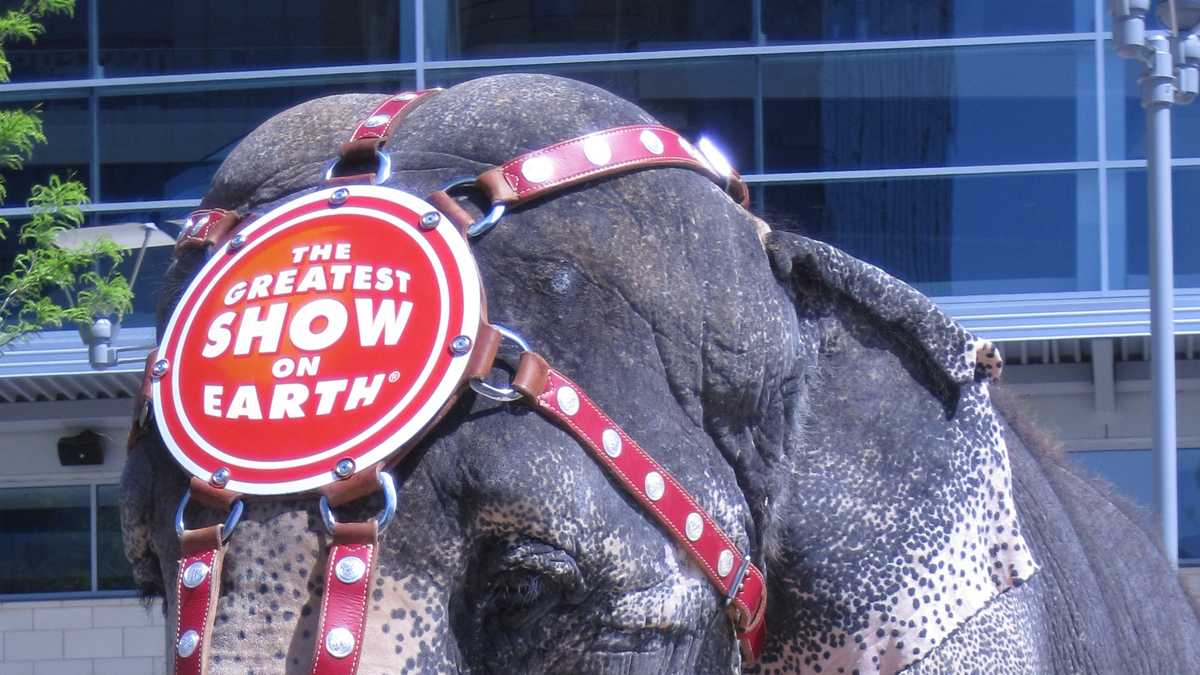 Images: PETA protests circus citing animal abuse