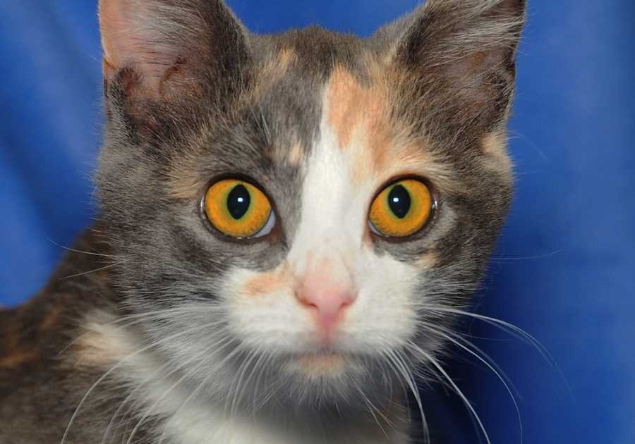 Images Adoption Fees Waived On Cats Nov 15 17 images-adoption-fees-waived-on-cats-nov-15-17