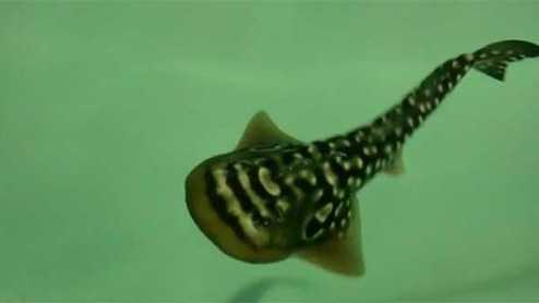 6 shark rays pups born at Newport Aquarium die