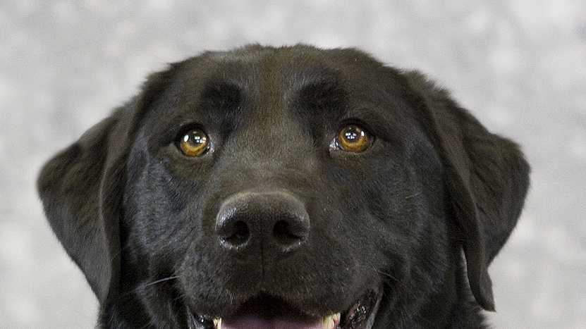 Images: Dogs over 40 lbs. only $40 April 24-27