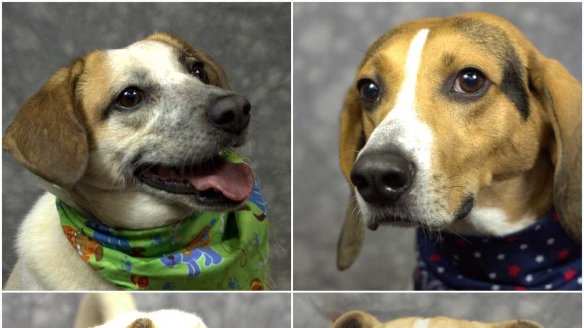 Images: Dogs over 40 lbs. only $40 April 24-27