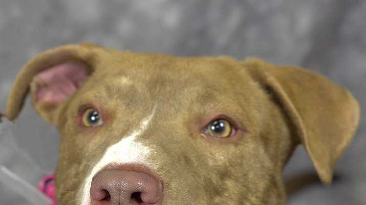 Images: Dogs over 40 lbs. only $40 April 24-27