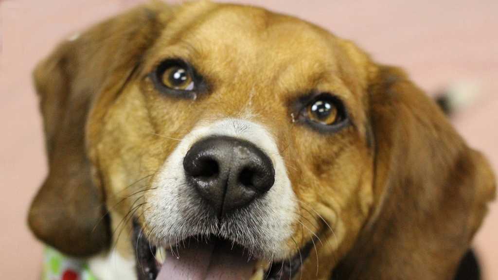 Images: Dogs over 40 lbs. only $40 April 24-27