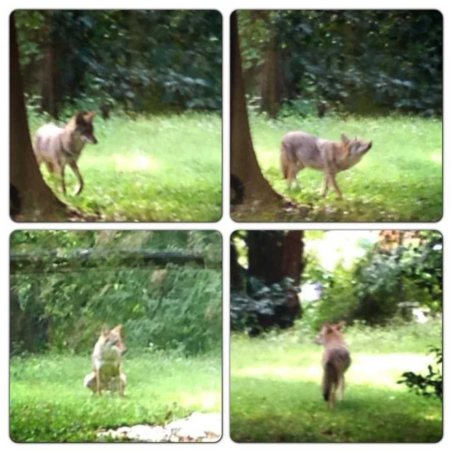 Images: Louisville residents concerned over coyotes sightings Images: Louisville residents concerned over coyotes sightings