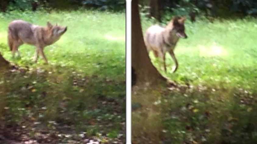 Images: Louisville residents concerned over coyotes sightings Images: Louisville residents concerned over coyotes sightings