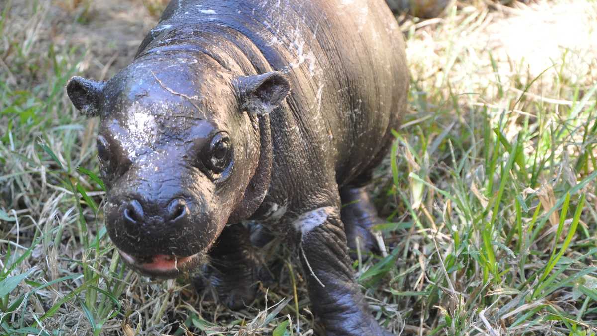 Baby hippo born at Louisville Zoo