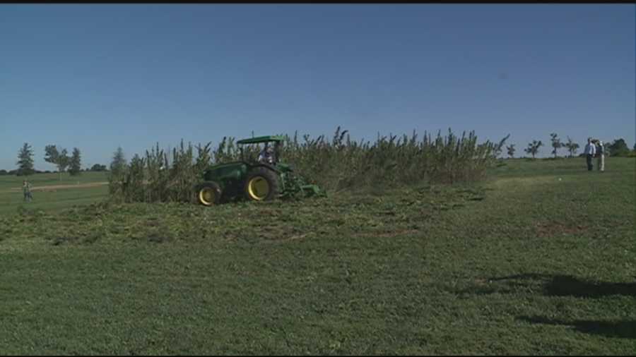Kentucky's first legal hemp harvest in decades underway