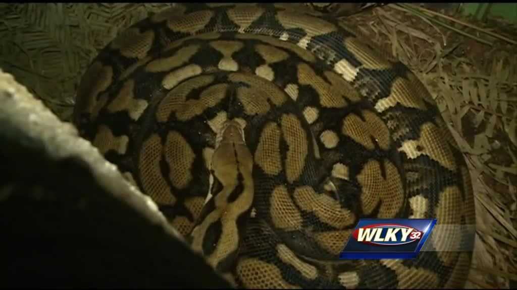 Louisville Zoo python's virgin birth making global headlines