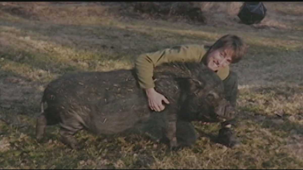 Family heartbroken after pet pig is mauled to death