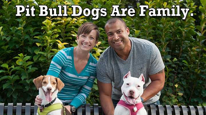 Campaign, adoption special launched to help save pit bulls