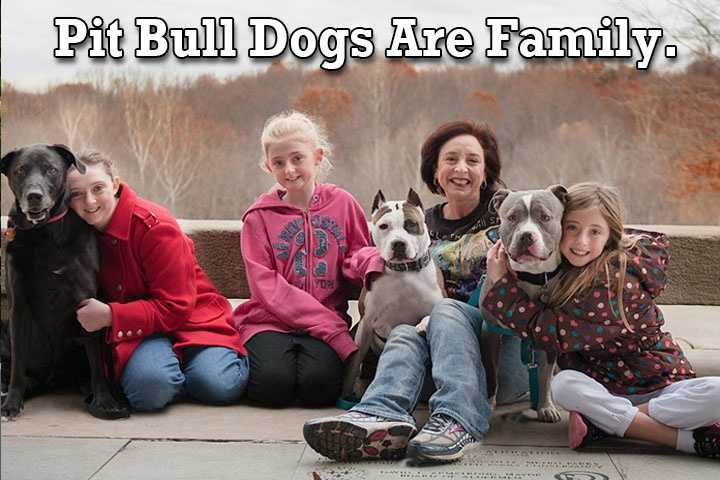 New campaign launched to save pit bulls