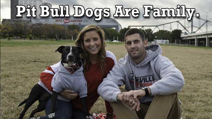 New campaign launched to save pit bulls