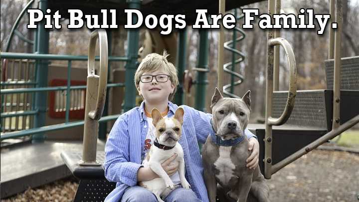 New campaign launched to save pit bulls