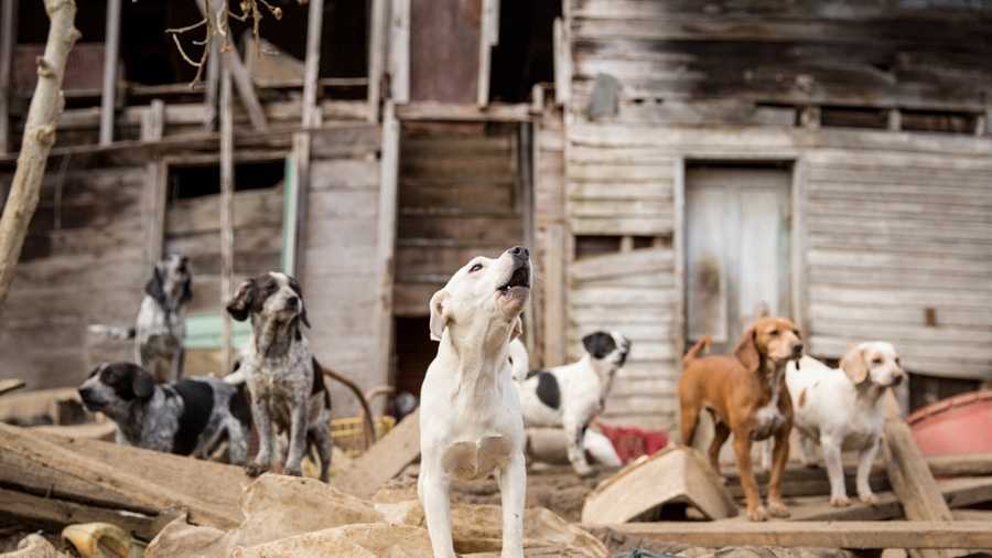 Dozens of dogs found in filthy conditions, many receiving medical treatment