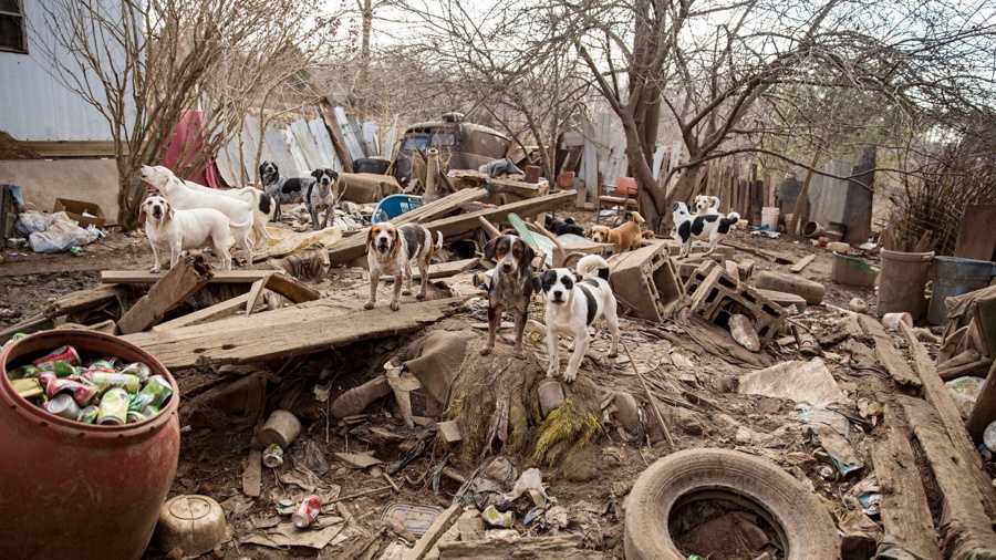 Animal Hoarding Rescue