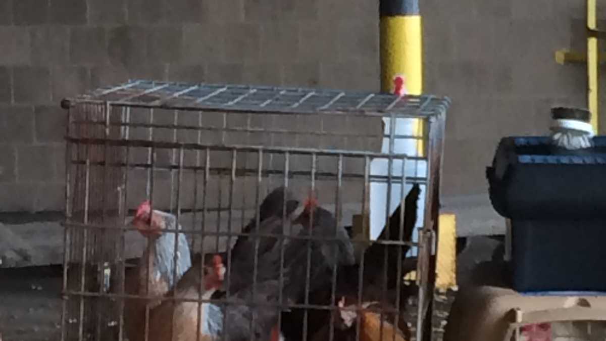 Images: Chickens arrive at Kentucky State Fair