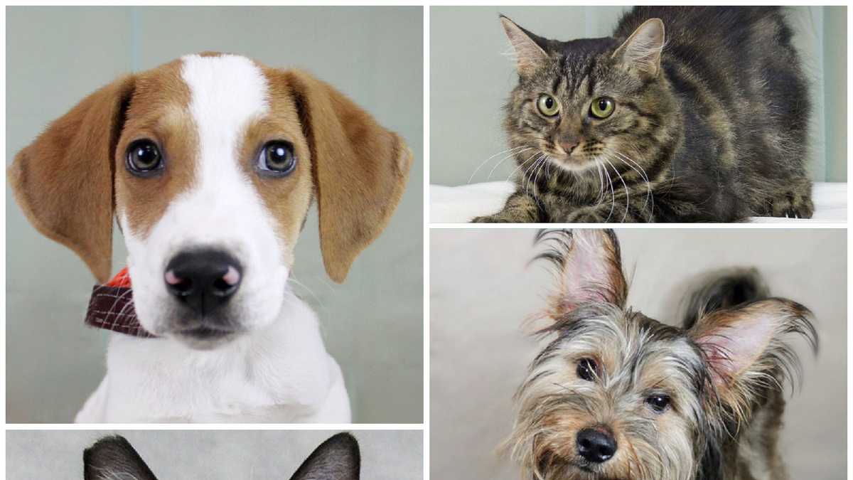 Adoption fees waived for all pets at KHS and LMAS this weekend