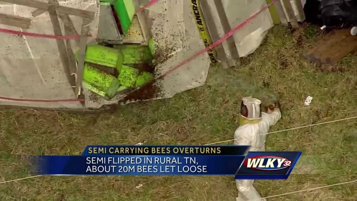 Truck carrying more than 450 beehives crashes, releasing 20M bees