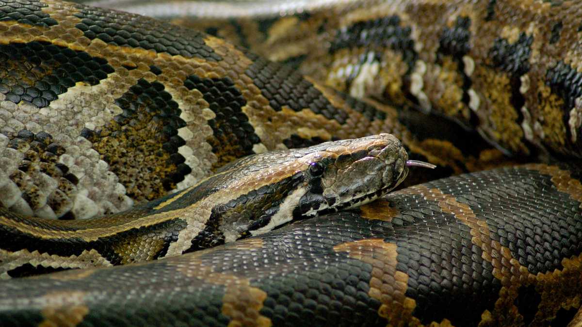 Popular 13-foot python "Monty" euthanized at Louisville zoo