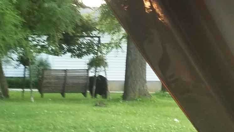 IMAGES: Back bear spotted in southern Indiana