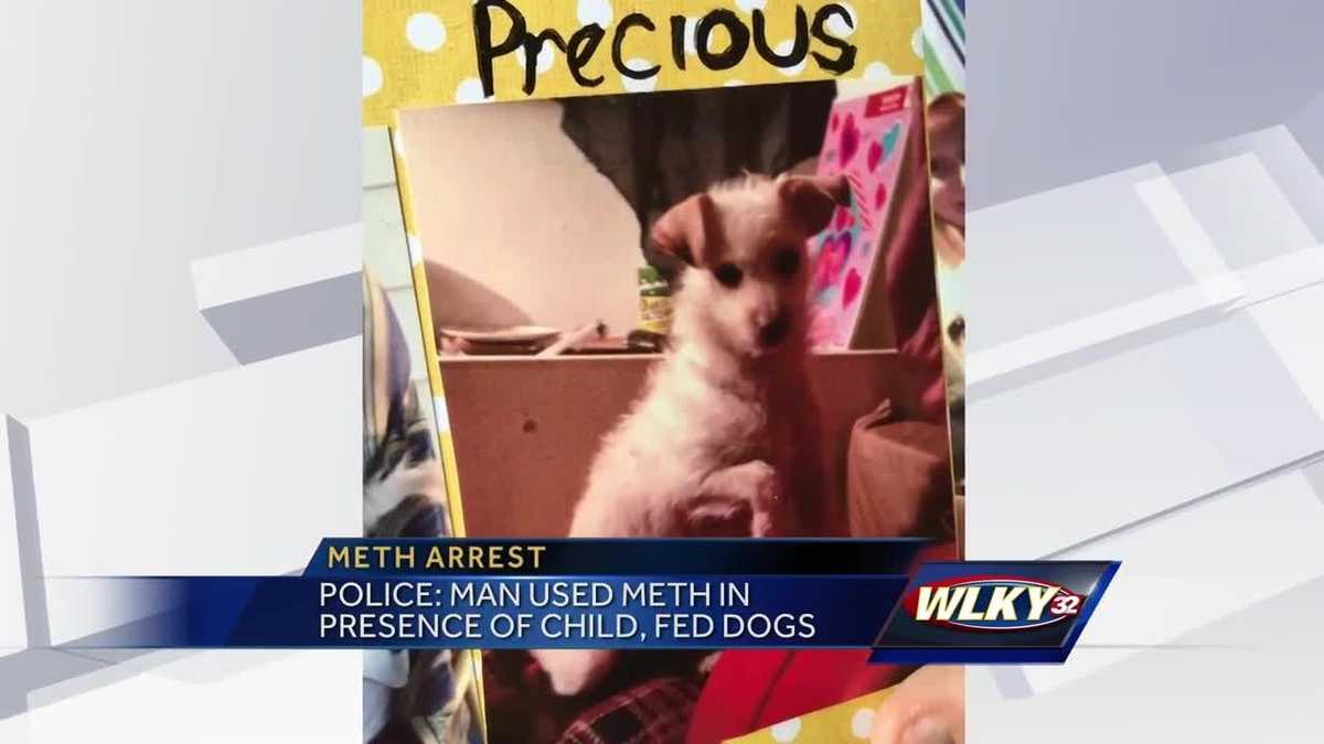 Man accused of feeding 2 dogs meth